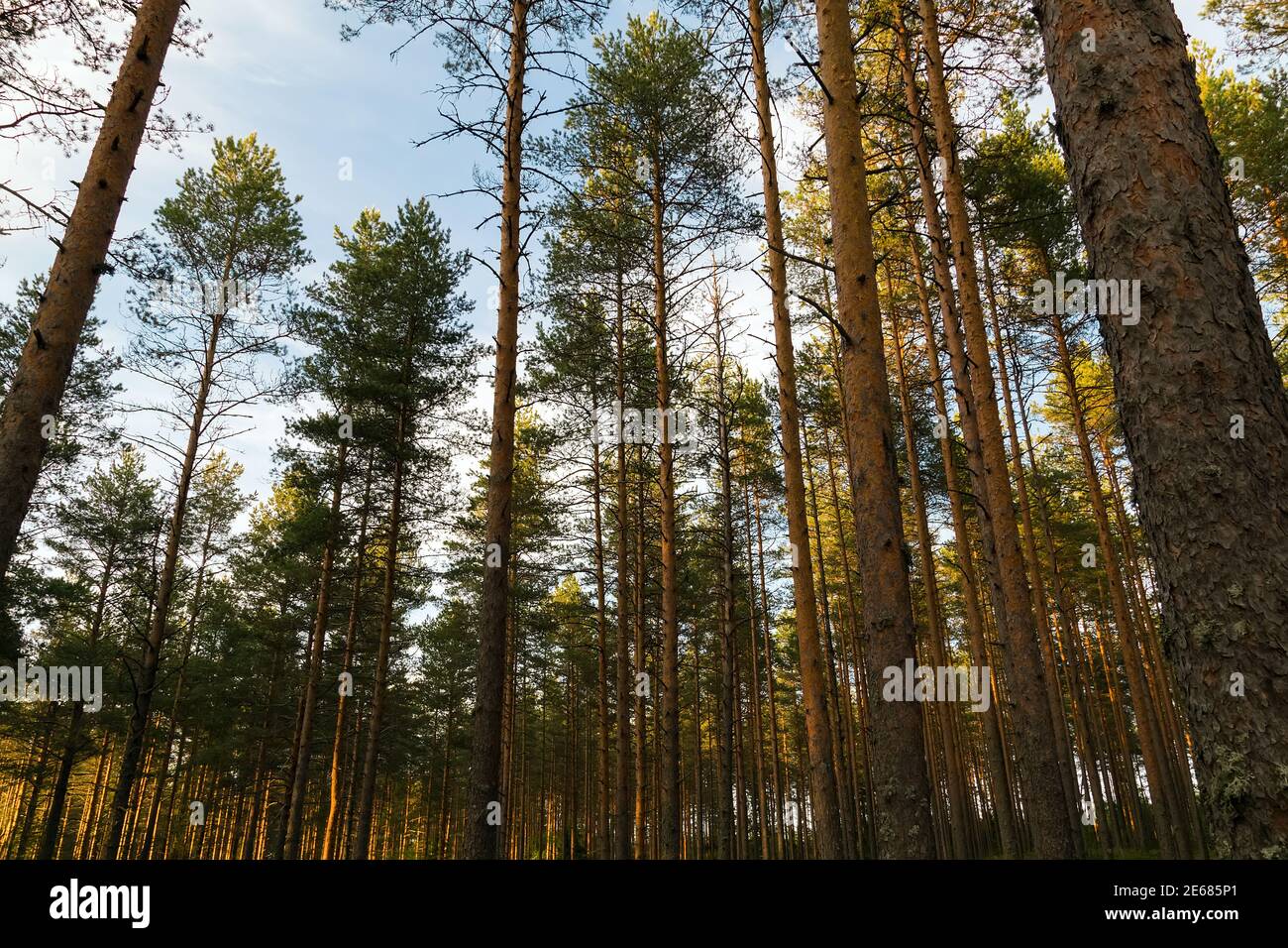 forest background trees nature scene wilderness view woodland Stock ...