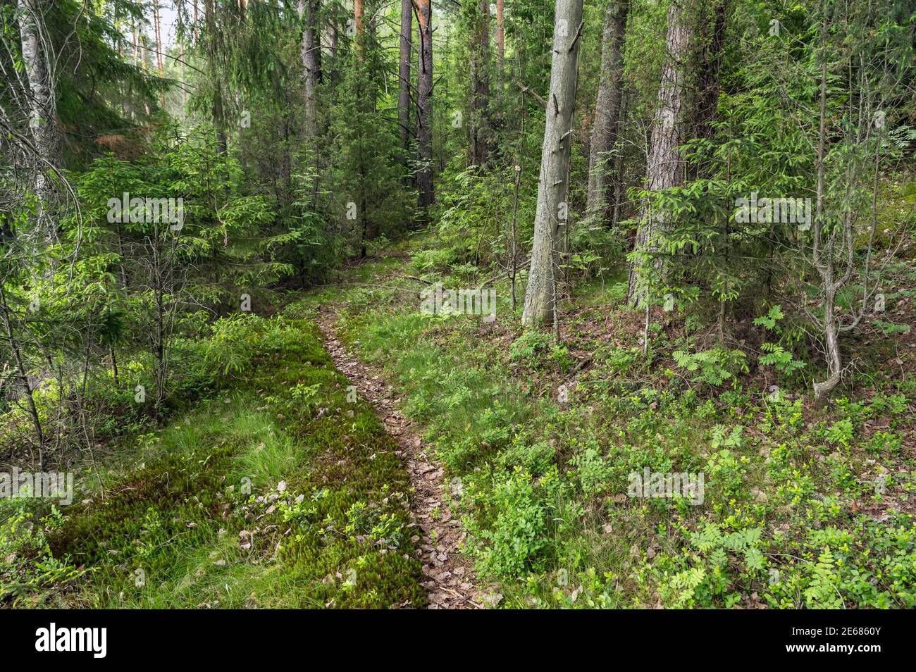 Beautiful nature landscape pine forest edge Stock Photo - Alamy