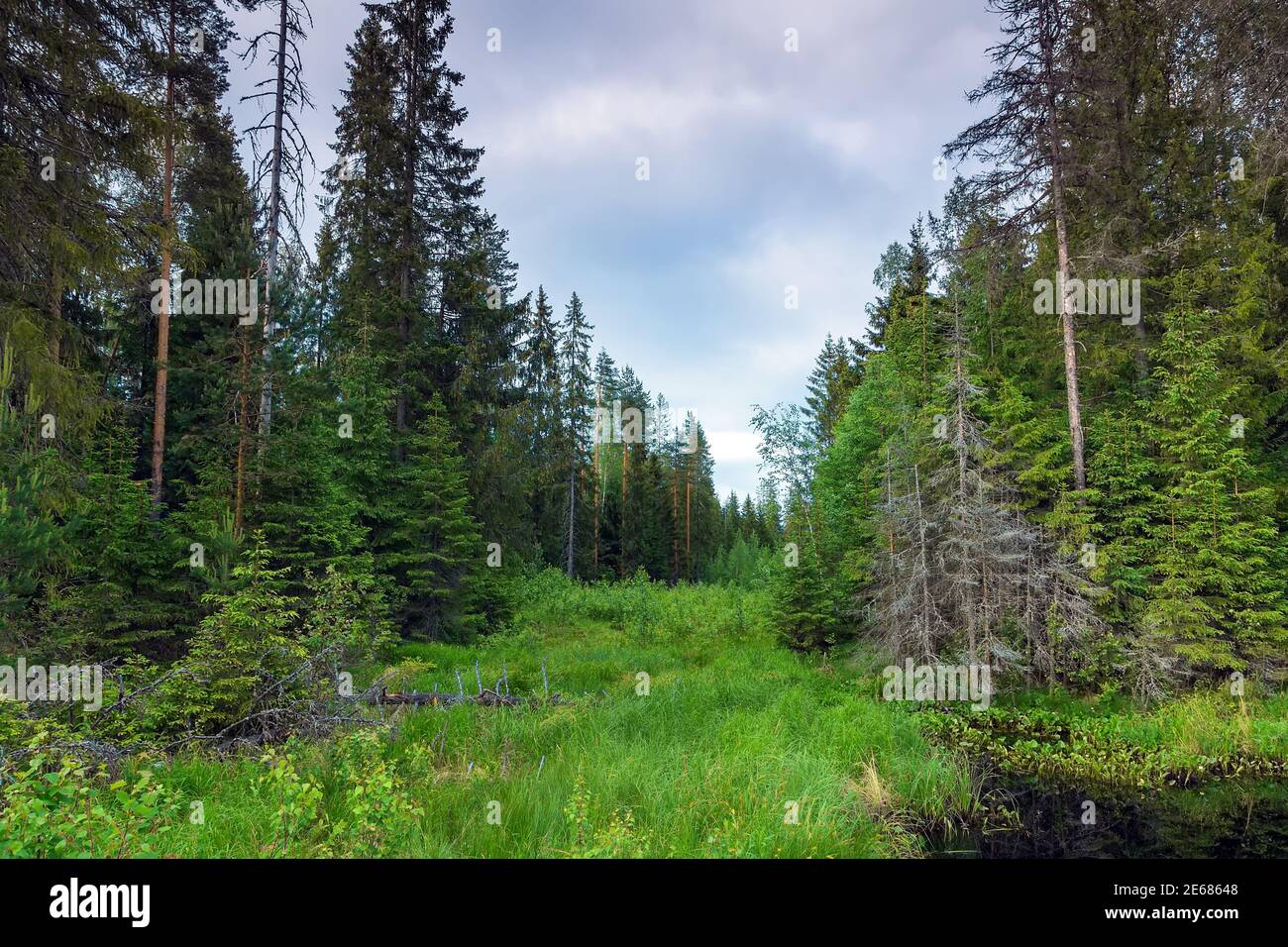 The forest edge Pine spruce woodland Stock Photo - Alamy