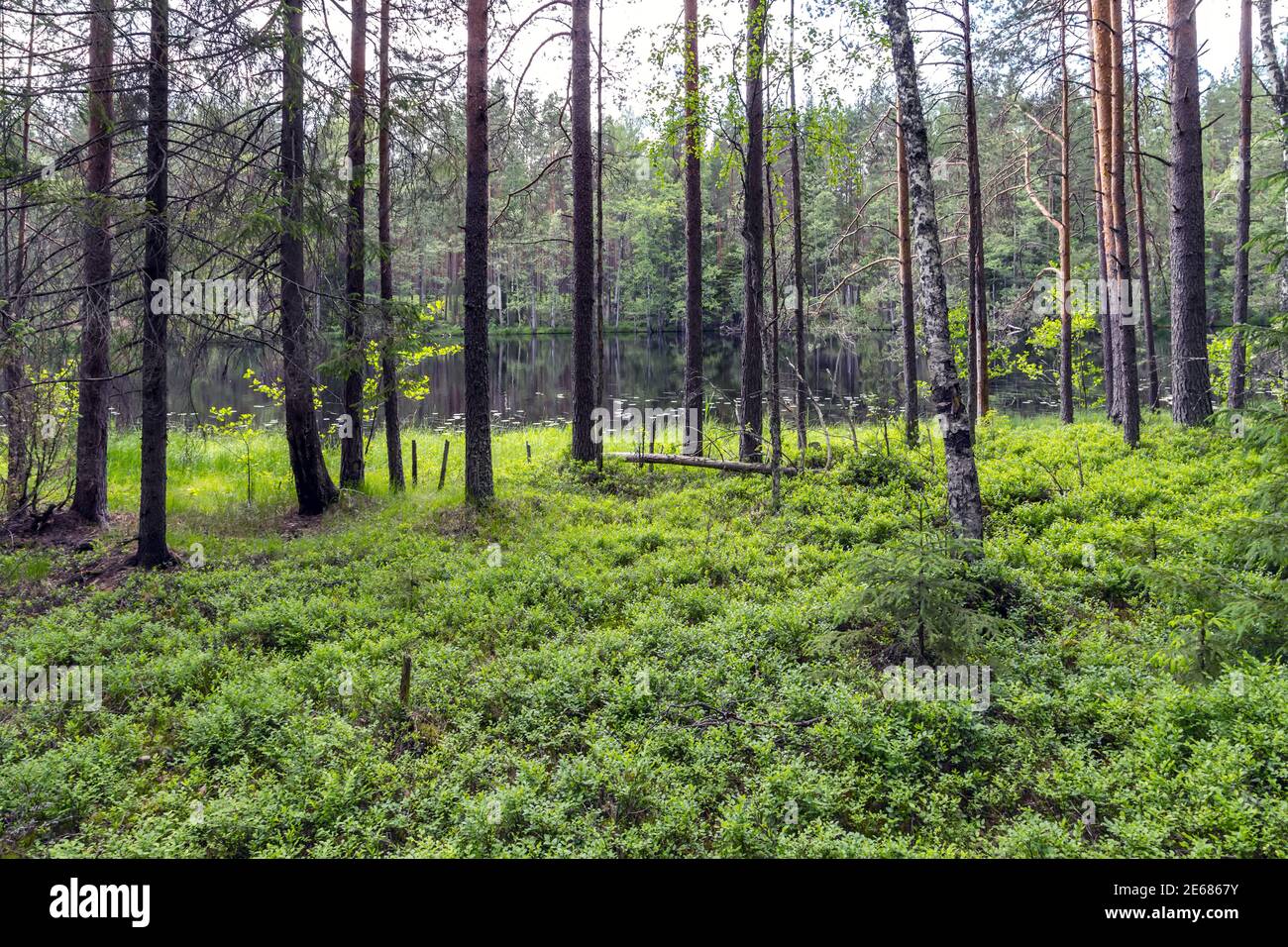 Beautiful nature landscape Pine pond lake spruce in forest Stock Photo ...