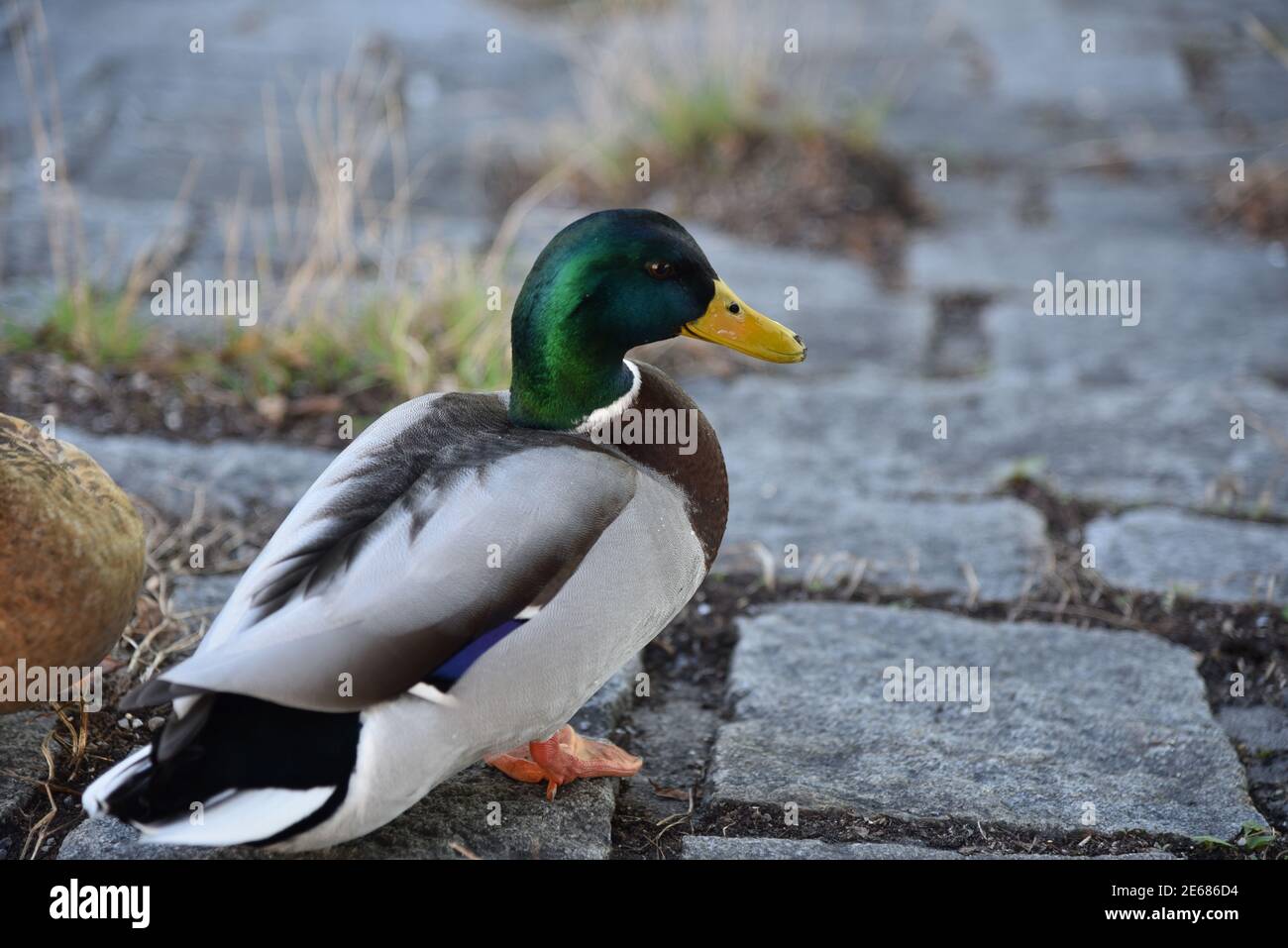 Squacking crow hi-res stock photography and images - Alamy