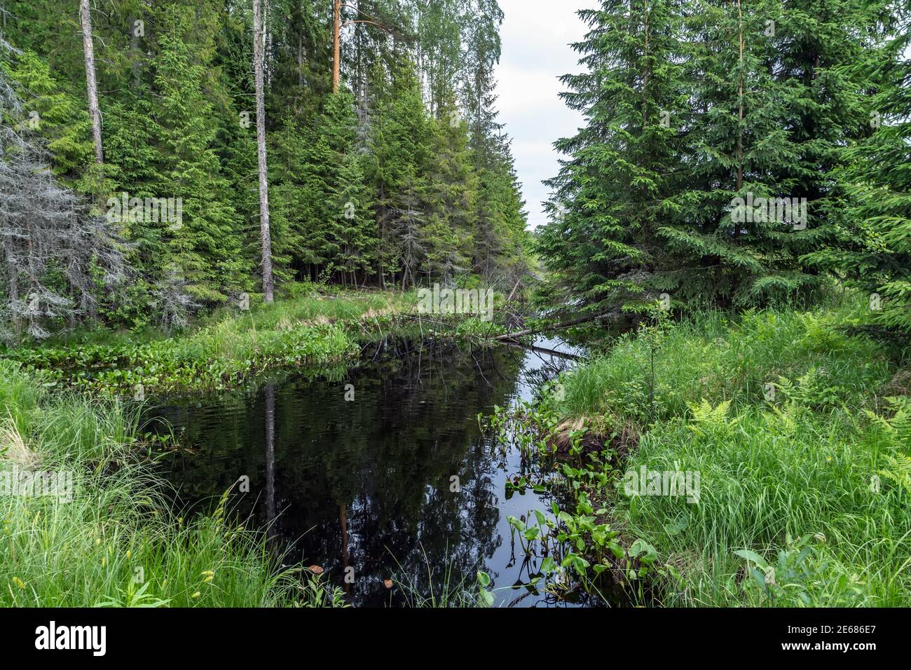 Forest Pond. Woodland landscape river park green background countryside ...