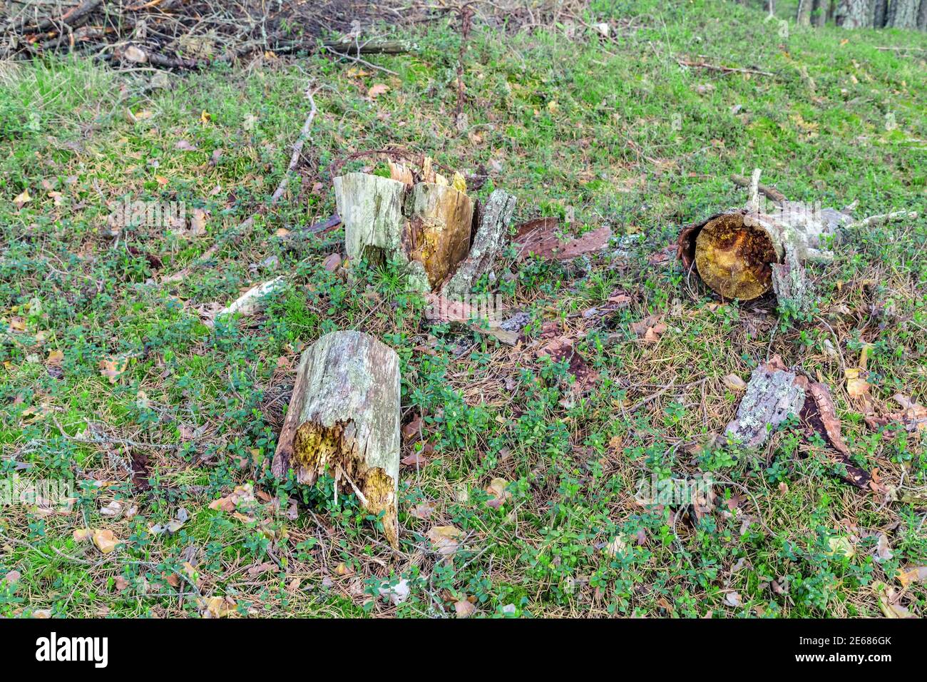 The forest edge tree stump wood dry. Stub Tree trunk Beautiful nature ...