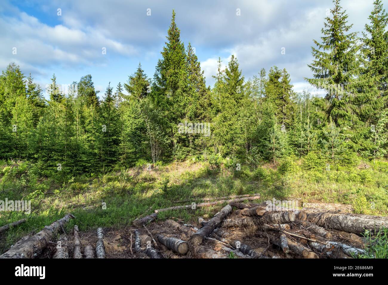 Tree Trunk Logs Beautiful Nature Landscape Woodland Wood Lumber