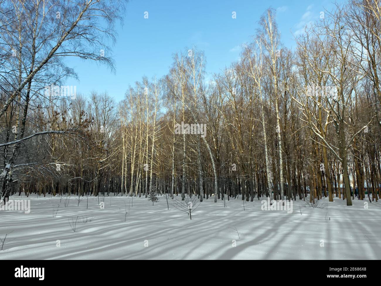 Birch Trees Snow High Resolution Stock Photography and Images - Alamy