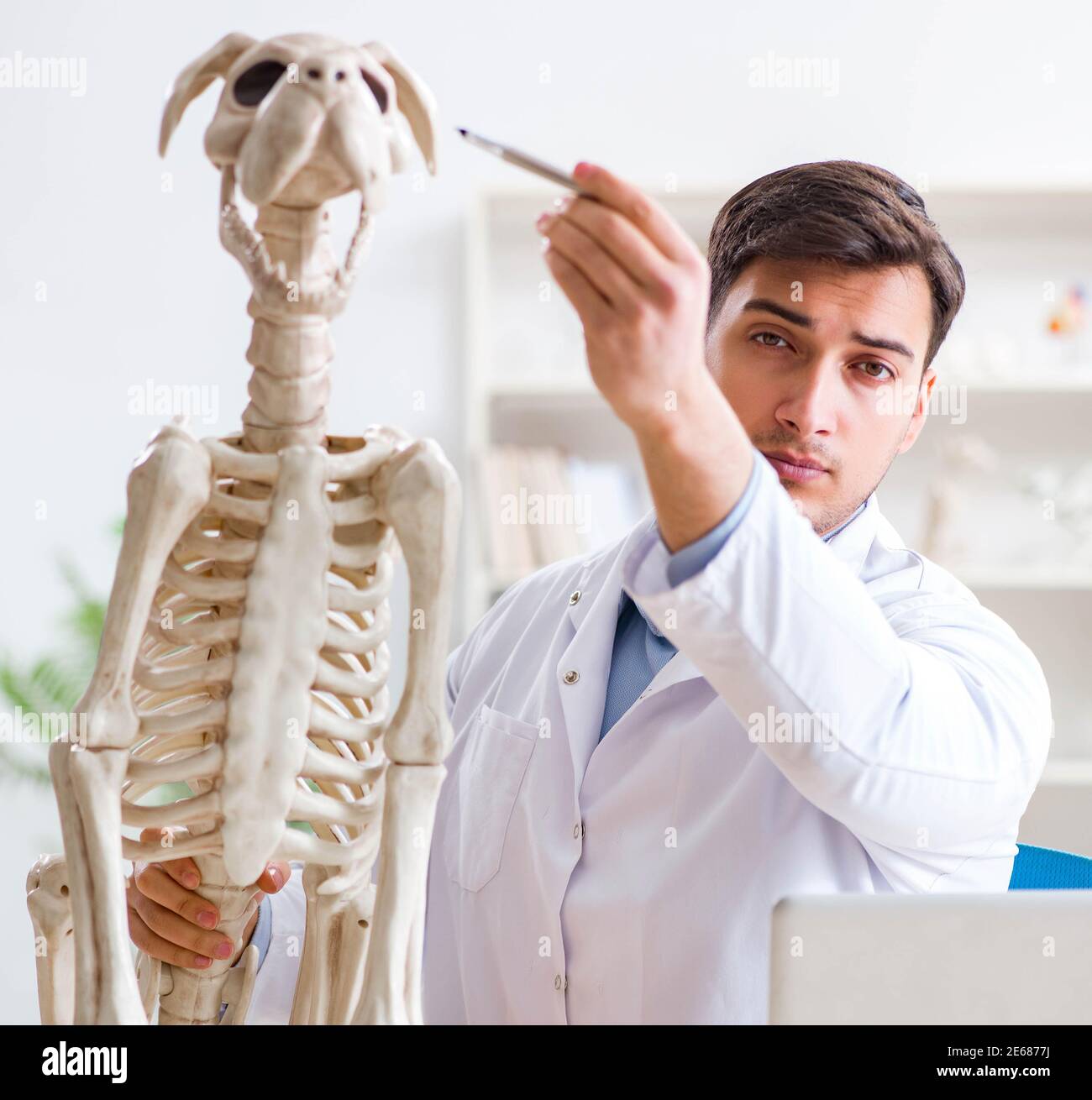 The doctor vet practicing on dog skeleton Stock Photo - Alamy