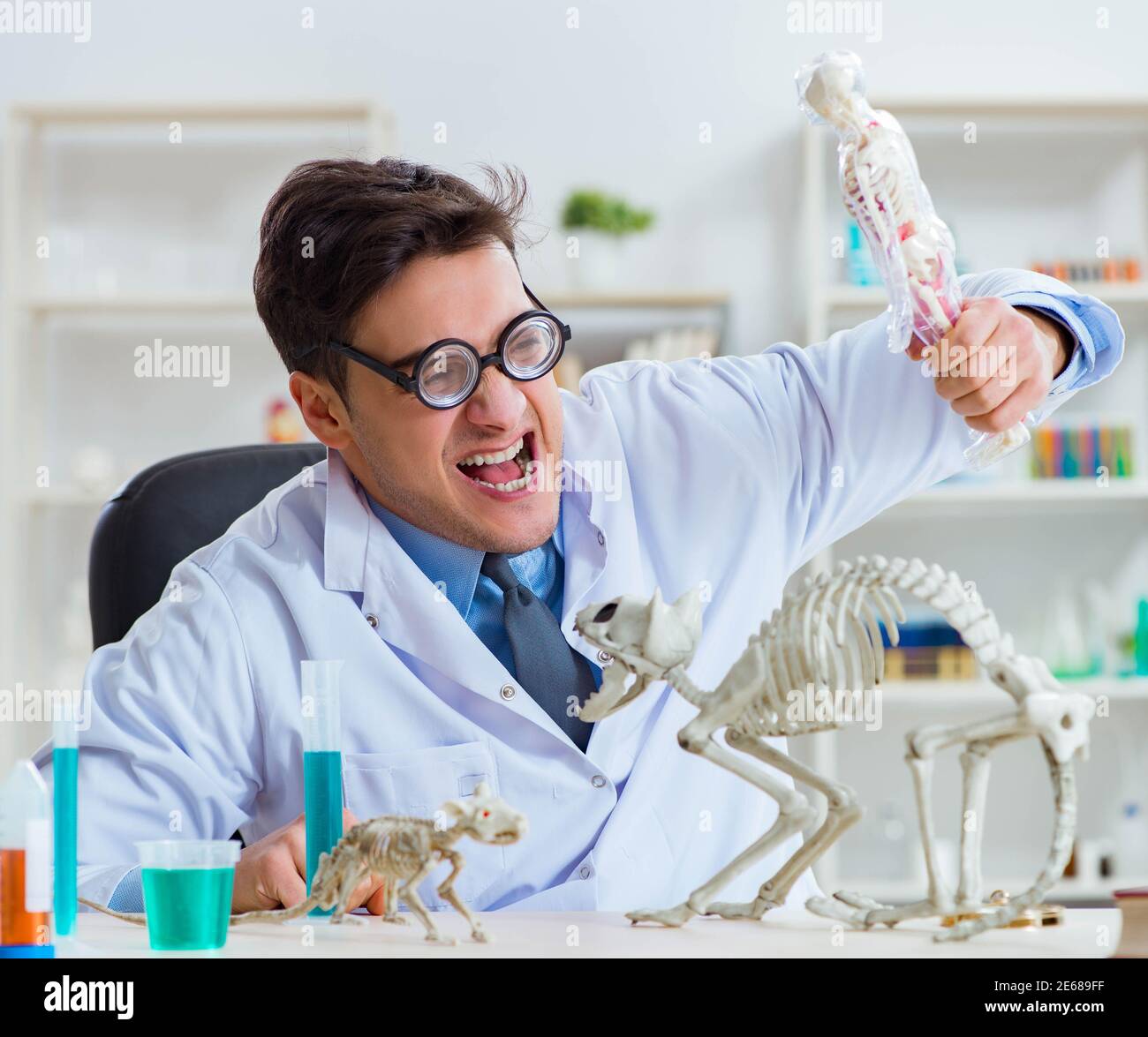 The funny scientist with cat skeleton in lab clinic Stock Photo - Alamy