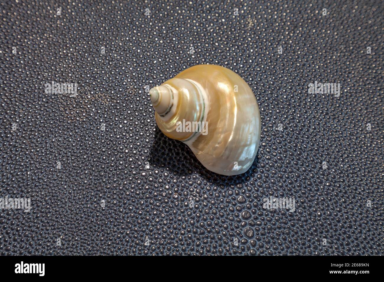 Pearl turbo shell hi-res stock photography and images - Alamy