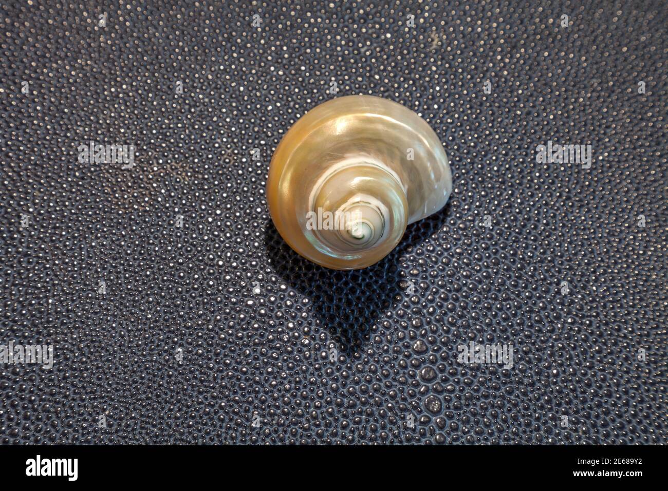 Pearl turbo shell hi-res stock photography and images - Alamy