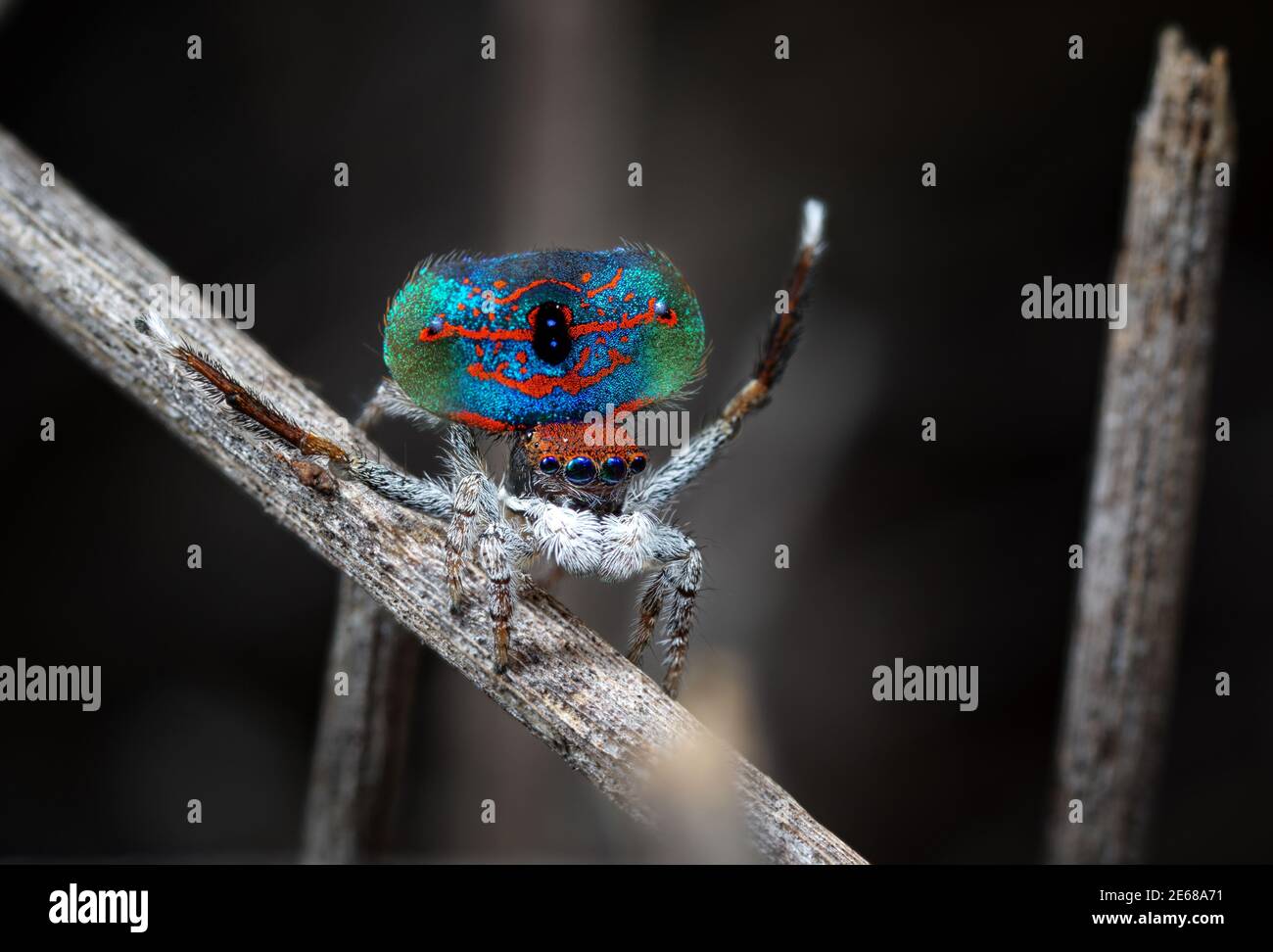 Peacock spider dance hi-res stock photography and images - Alamy