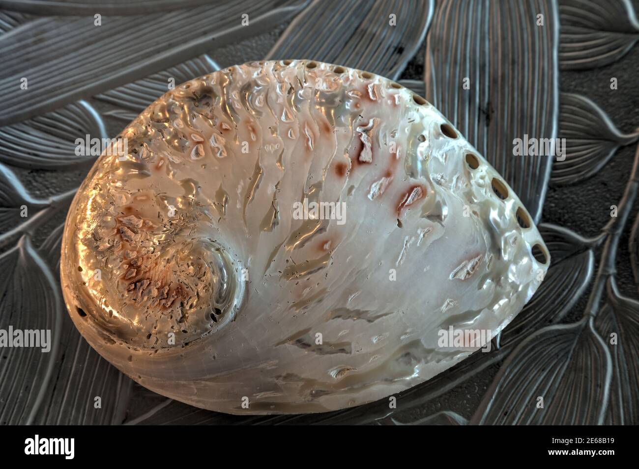 Pearl white abalone shell Haliotis asinina on a textured background ...