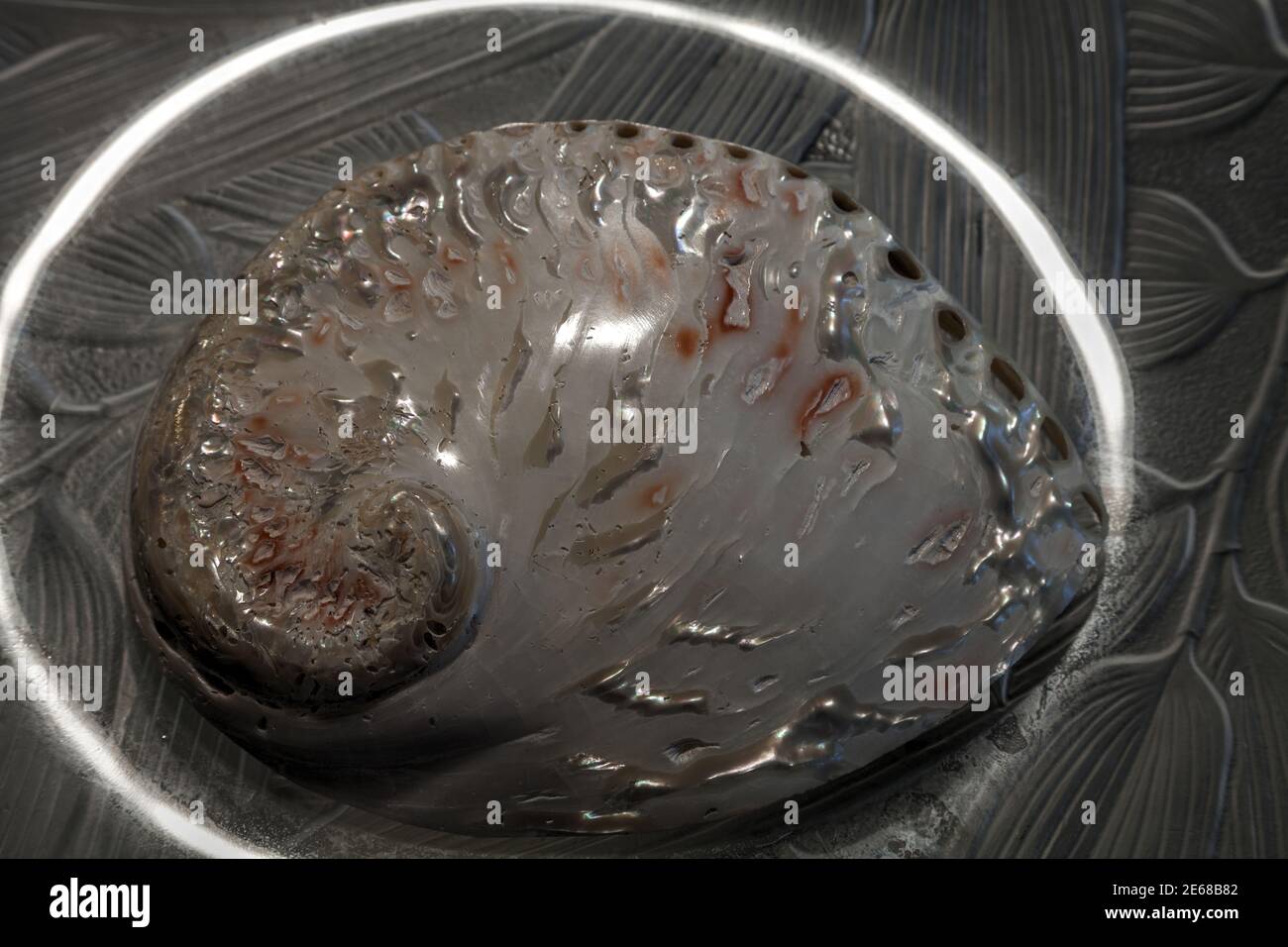 Pearl white abalone shell Haliotis asinina on a textured background ...