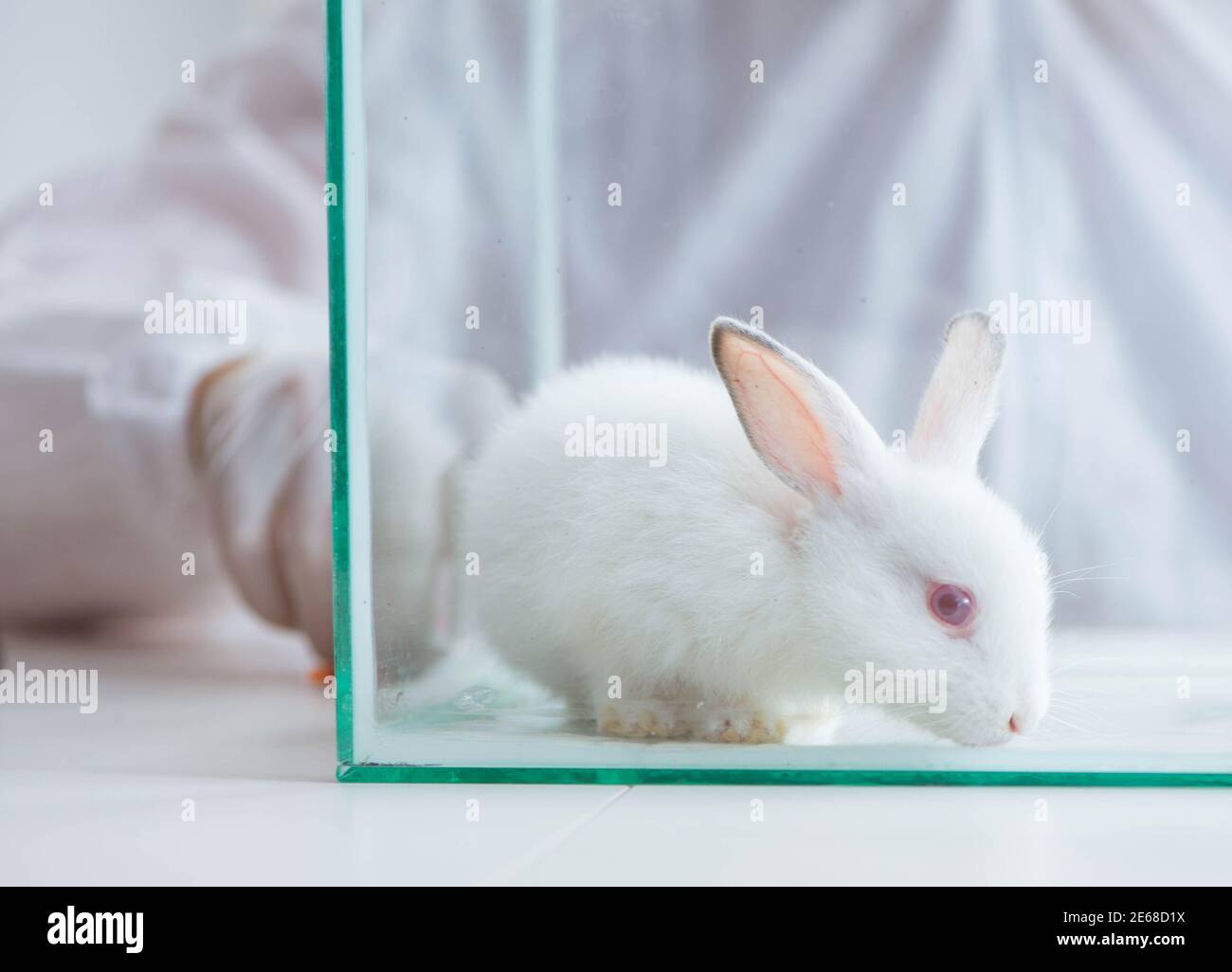 The white rabbit in scientific lab experiment Stock Photo - Alamy