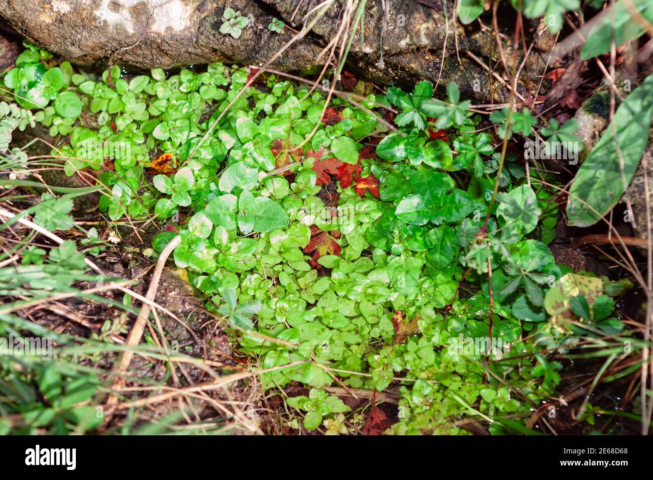 Uncultivated green plants background . Herbs in the forest Stock Photo ...