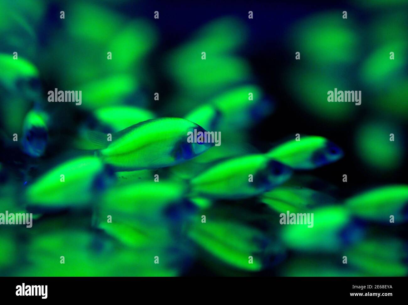 Genetically engineered fish hi-res stock photography and images - Alamy