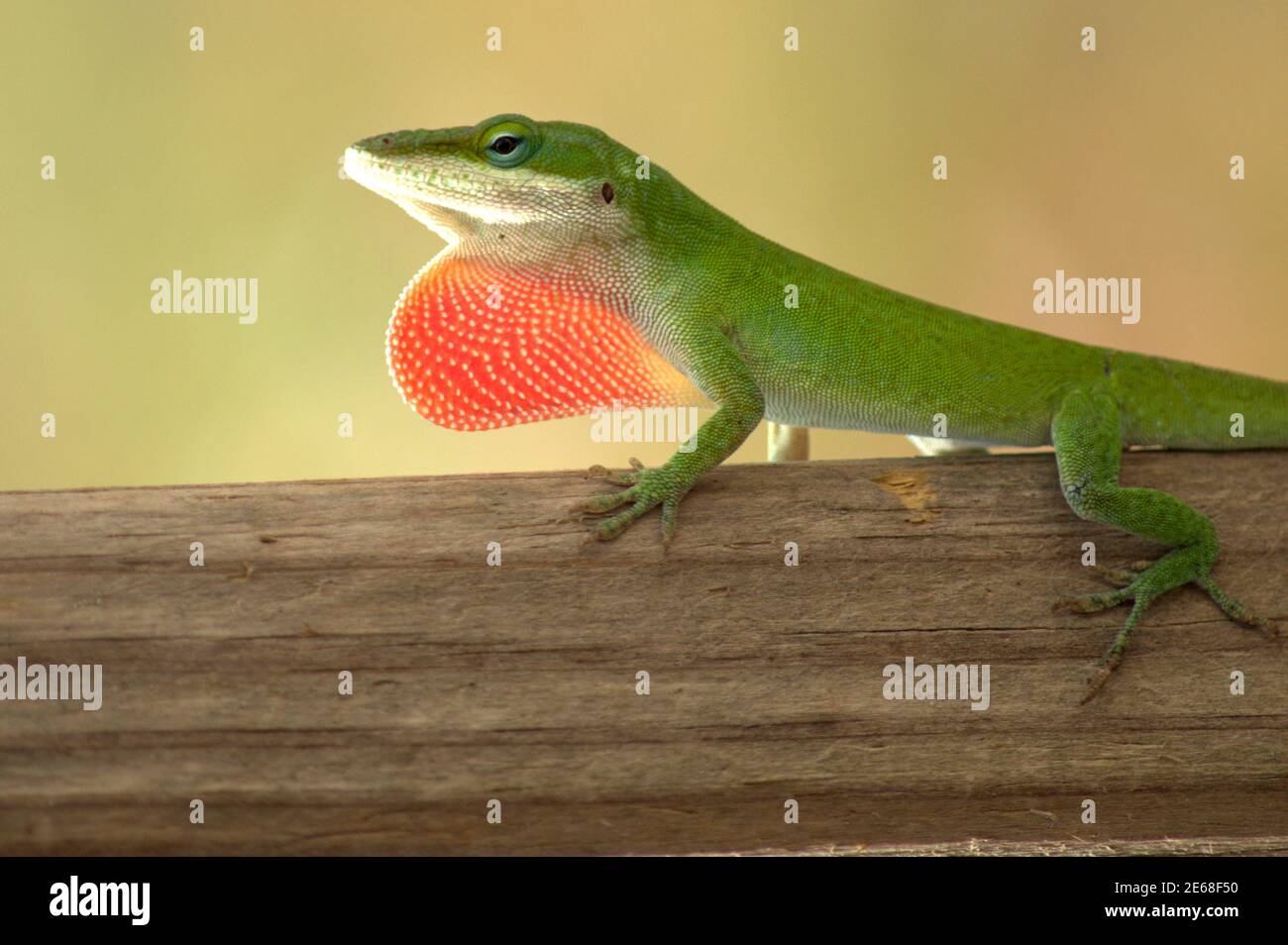 Georgia fan hi-res stock photography and images - Alamy