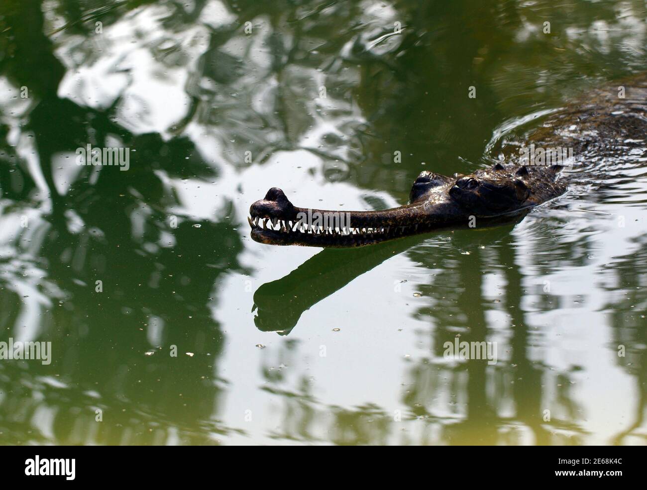 Gharial crocodile breeding center hi-res stock photography and images - Alamy