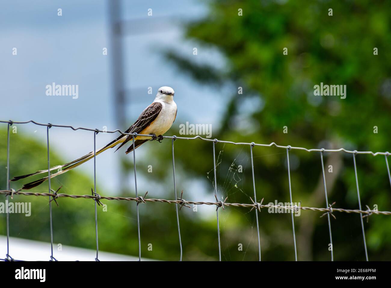 Scissor Tailed Fly Catcher sitting on a fence Stock Photo - Alamy