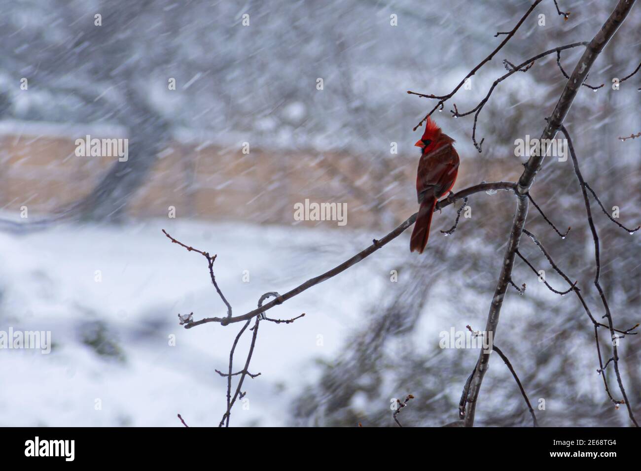 One northern cardinal hi-res stock photography and images - Alamy