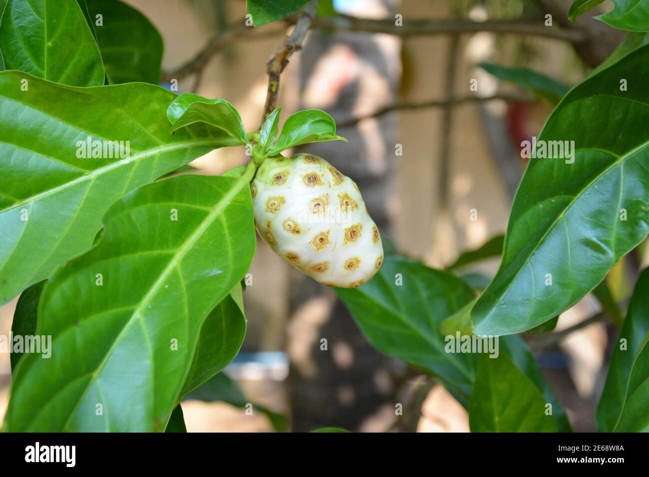 Noni tree hi-res stock photography and images - Alamy
