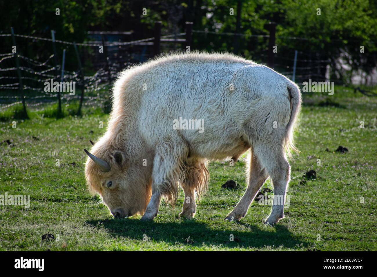 White buffalo and native american hi-res stock photography and images ...