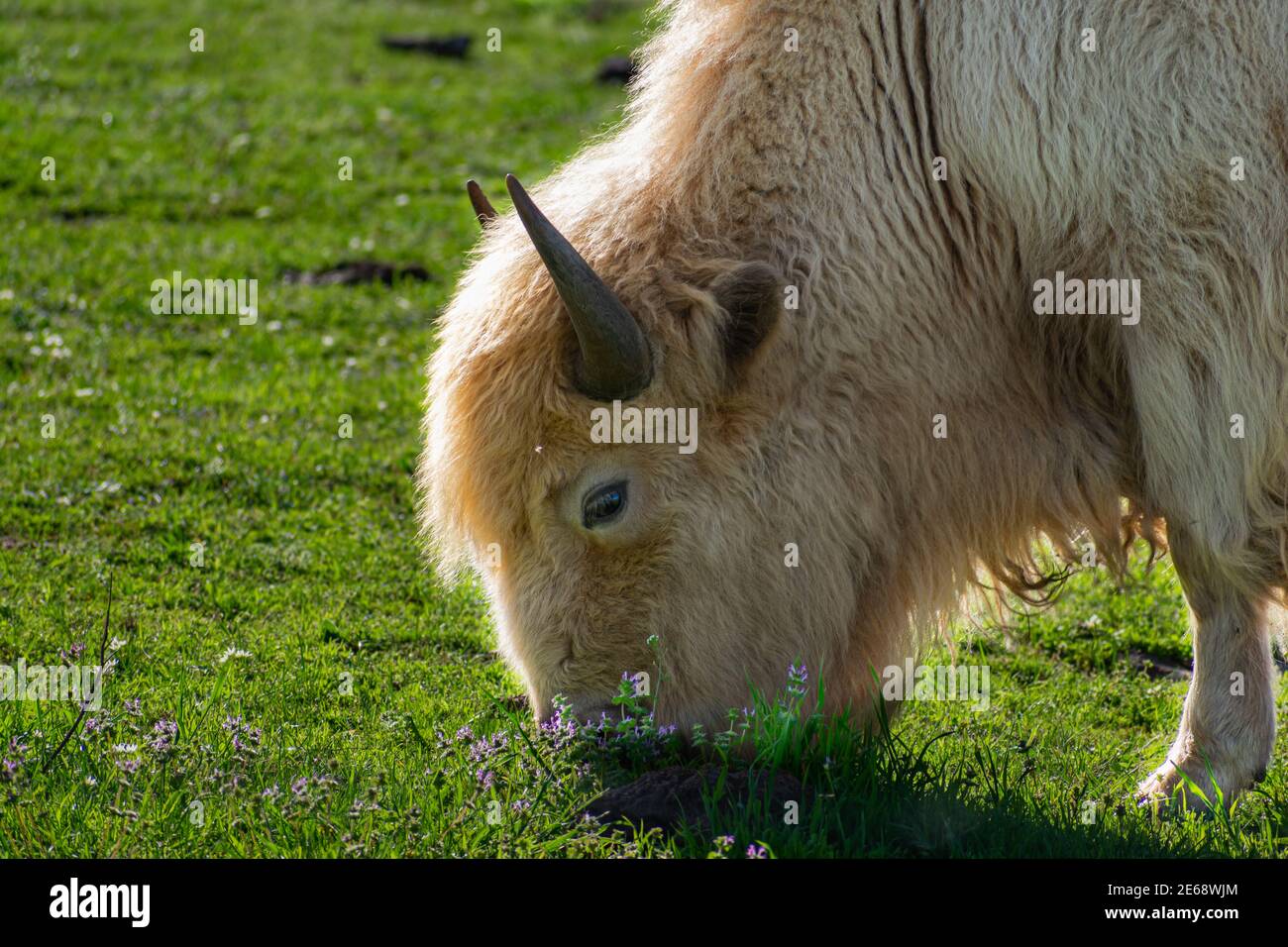 White buffalo and native american hi-res stock photography and images ...