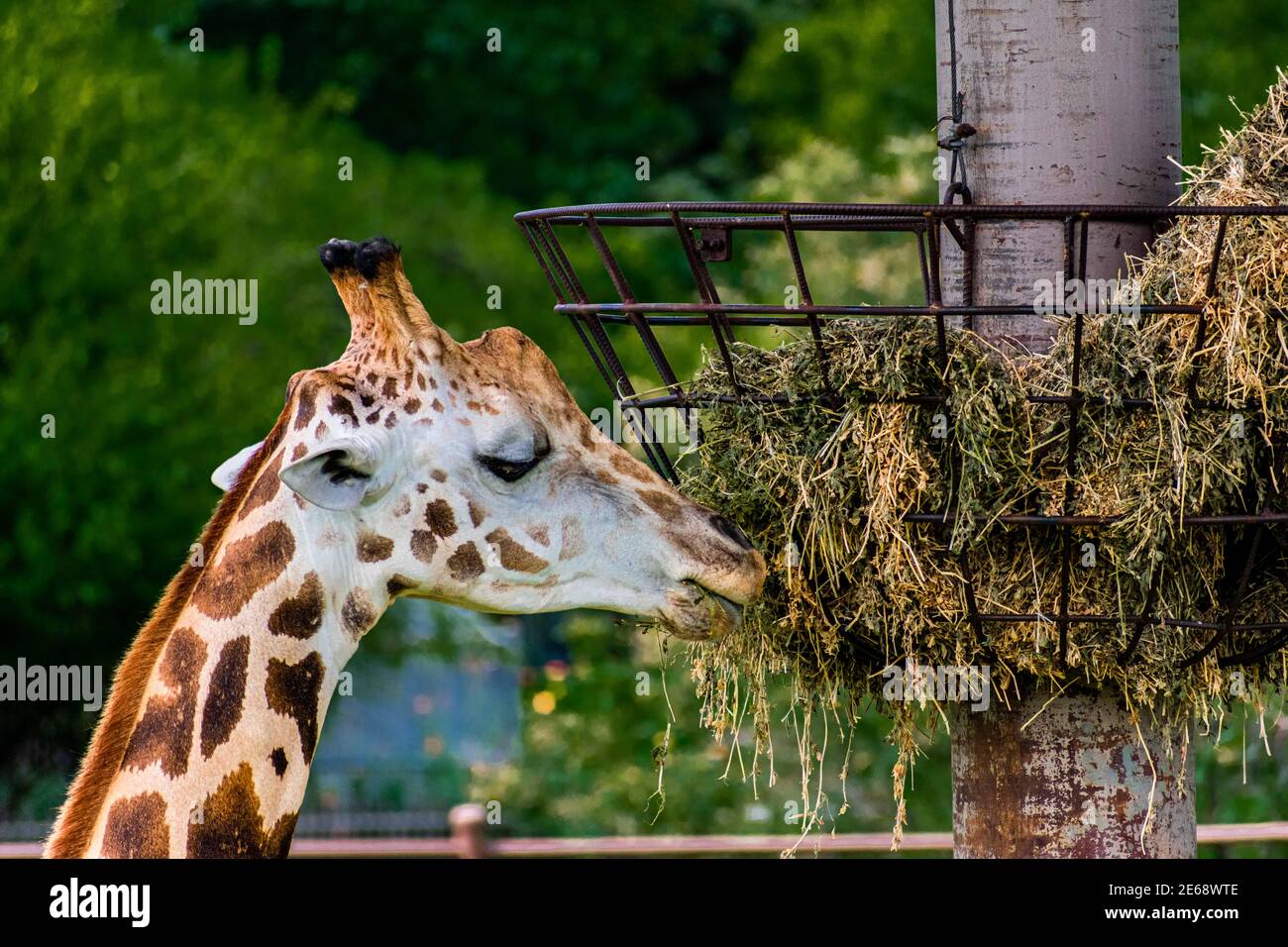Giraffes Eating Food