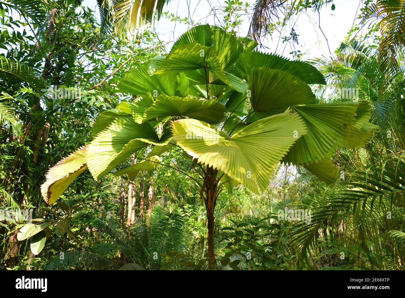 one single palm tree in the garden in sunny day Stock Photo - Alamy