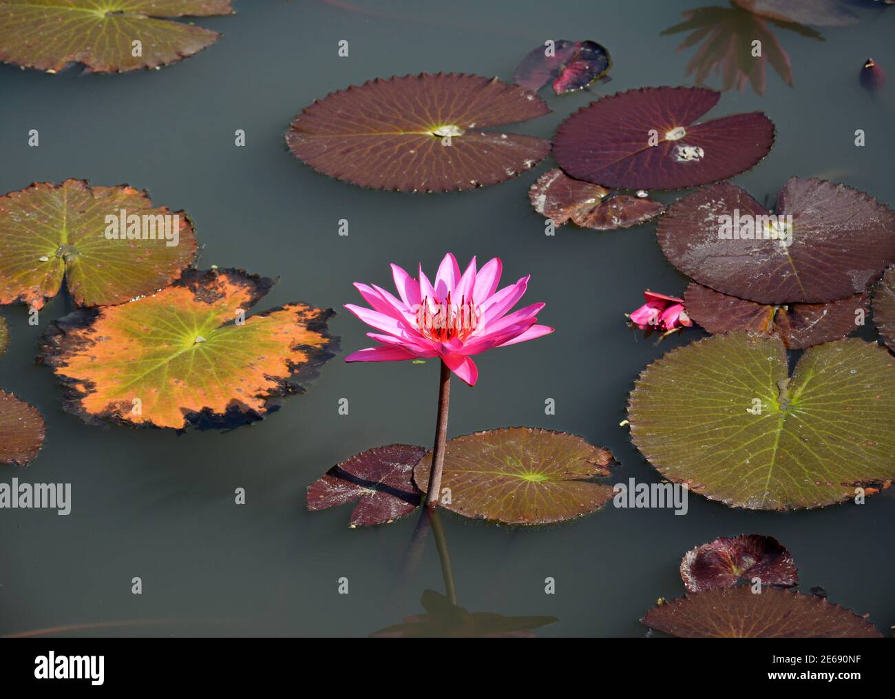 One lotus flower blossoms hi-res stock photography and images - Alamy