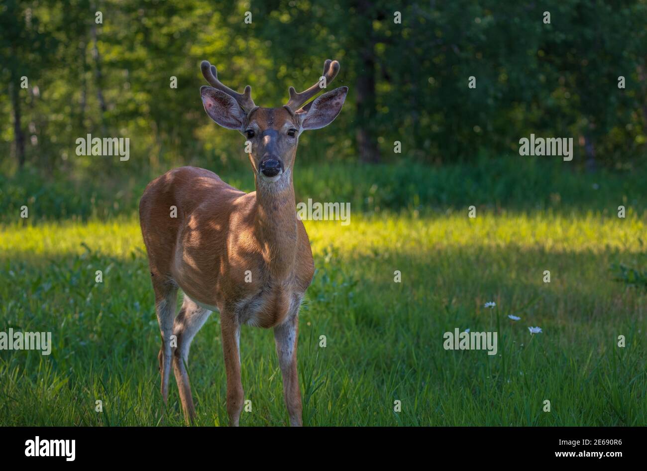 Young white-tailed buck standing in a northern Wisconsin meadow Stock ...