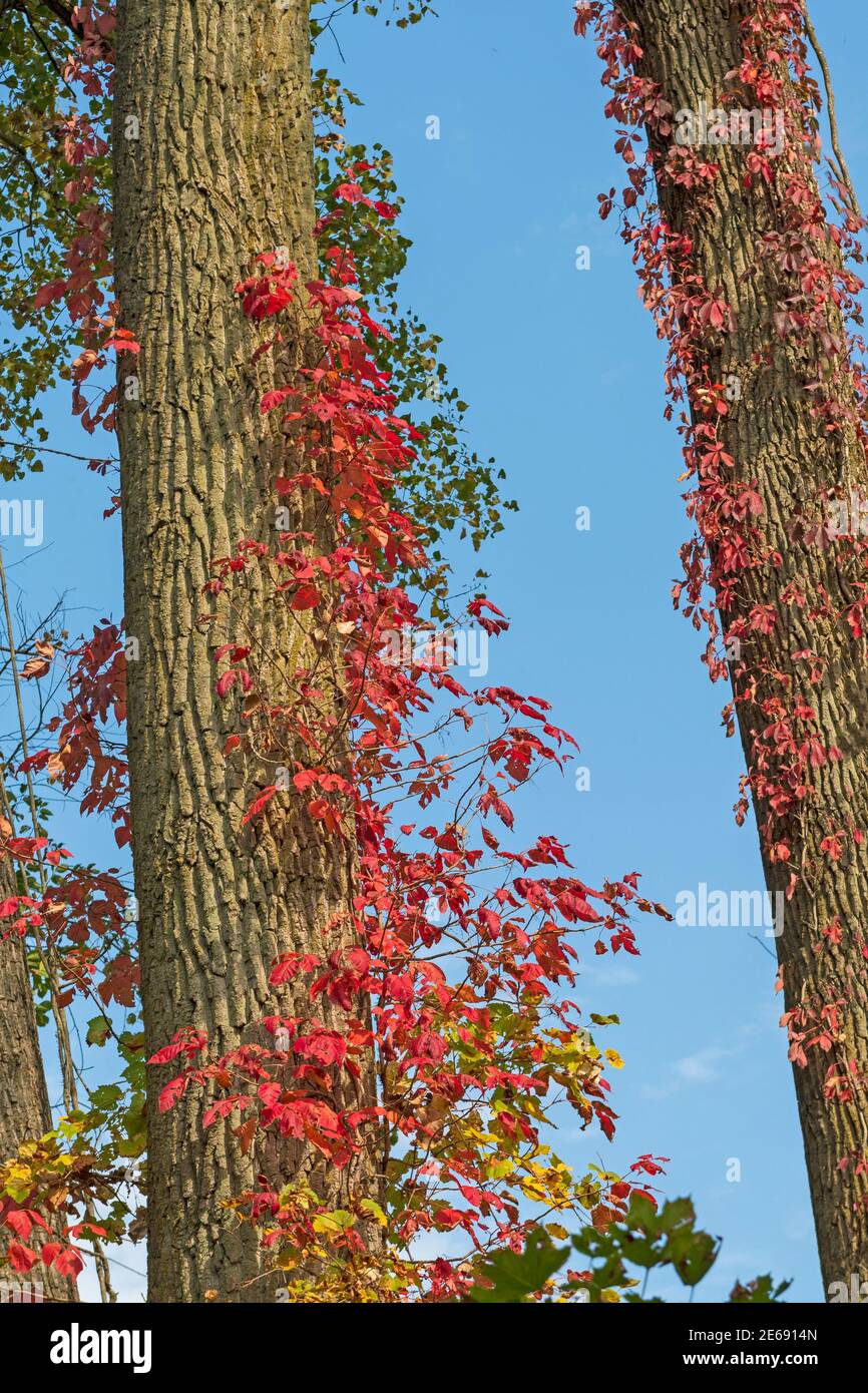 Virginia Creeper in Fall Colors in the Rose Lake State Natural Area in ...