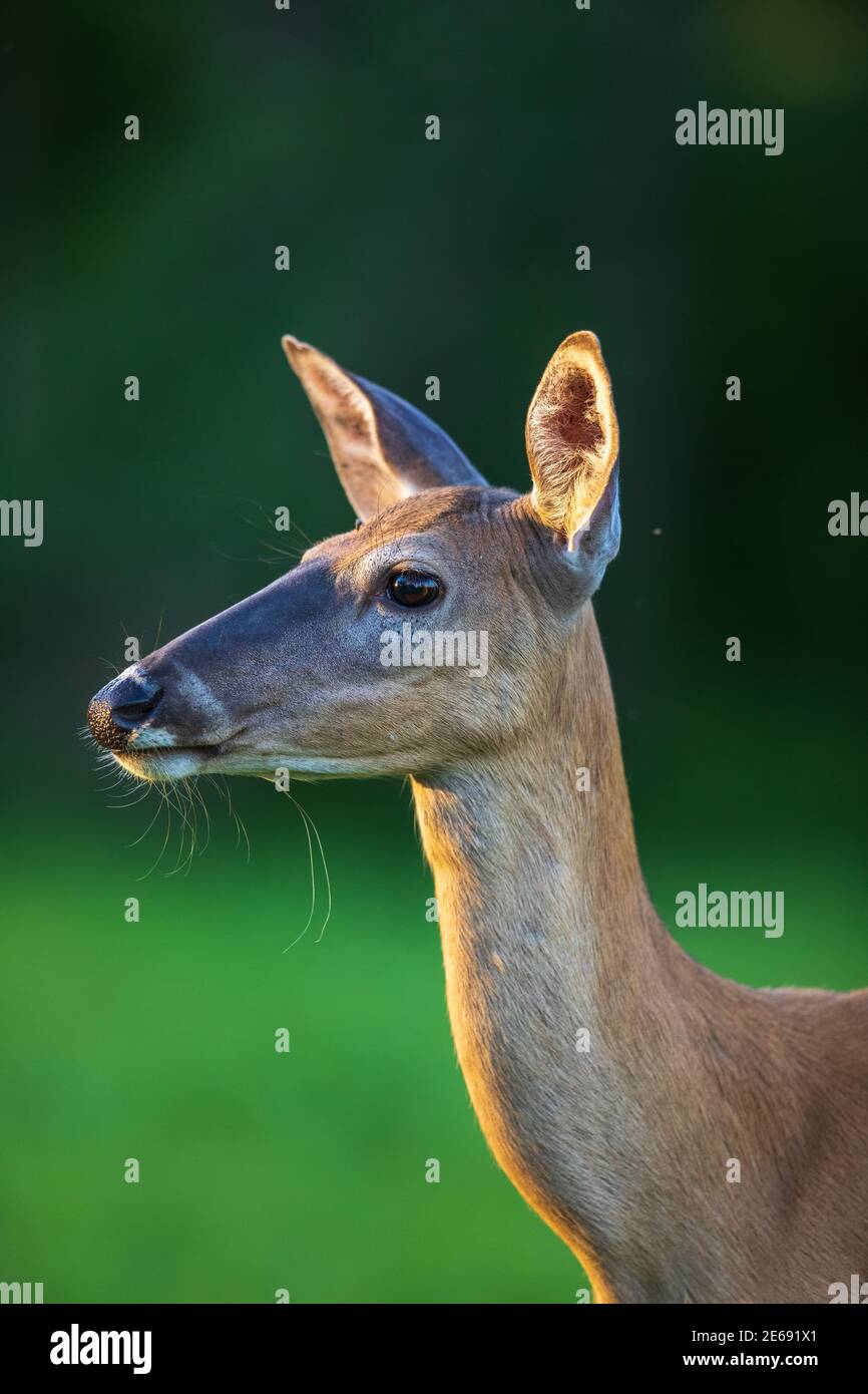 Deer and doe portrait hi-res stock photography and images - Alamy