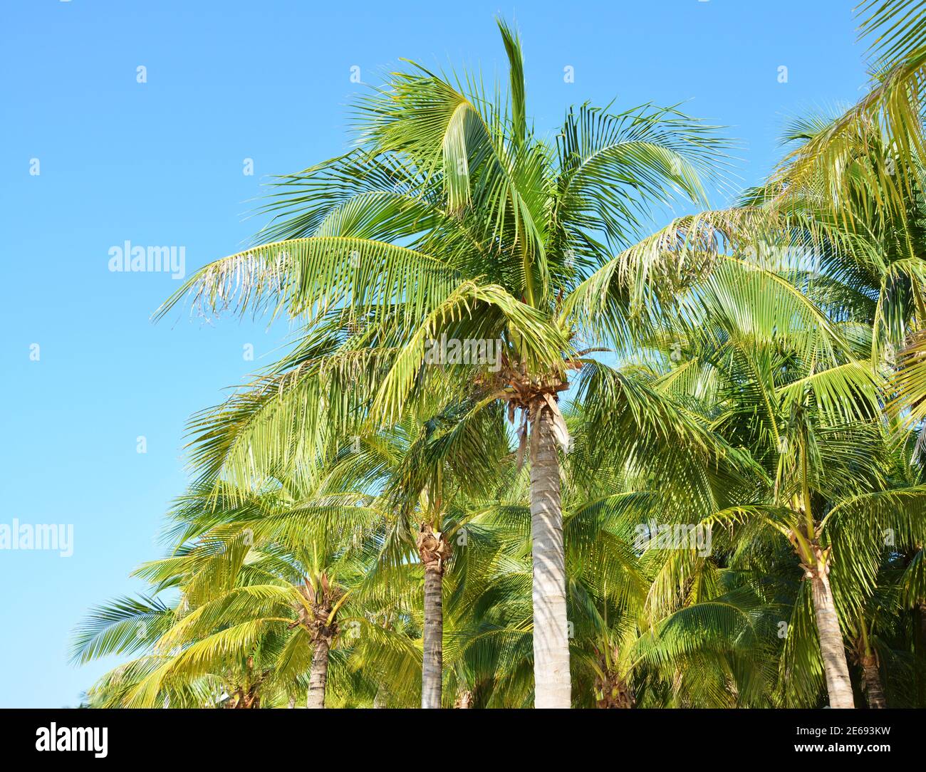 Coconut trees plantation hi-res stock photography and images - Alamy