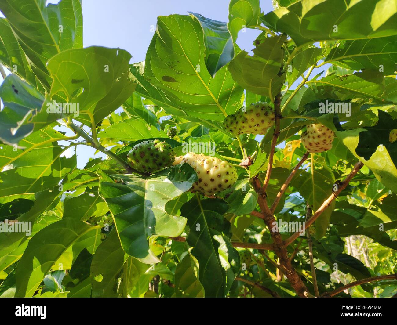 Noni plant hi-res stock photography and images - Alamy