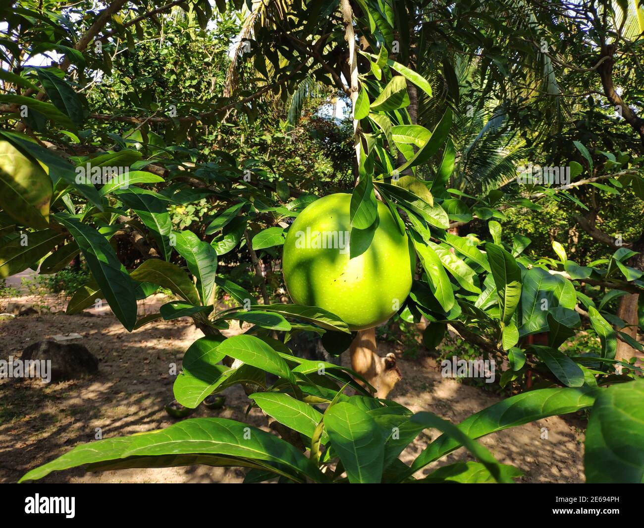 Calabash crescentia cujete hi-res stock photography and images - Alamy