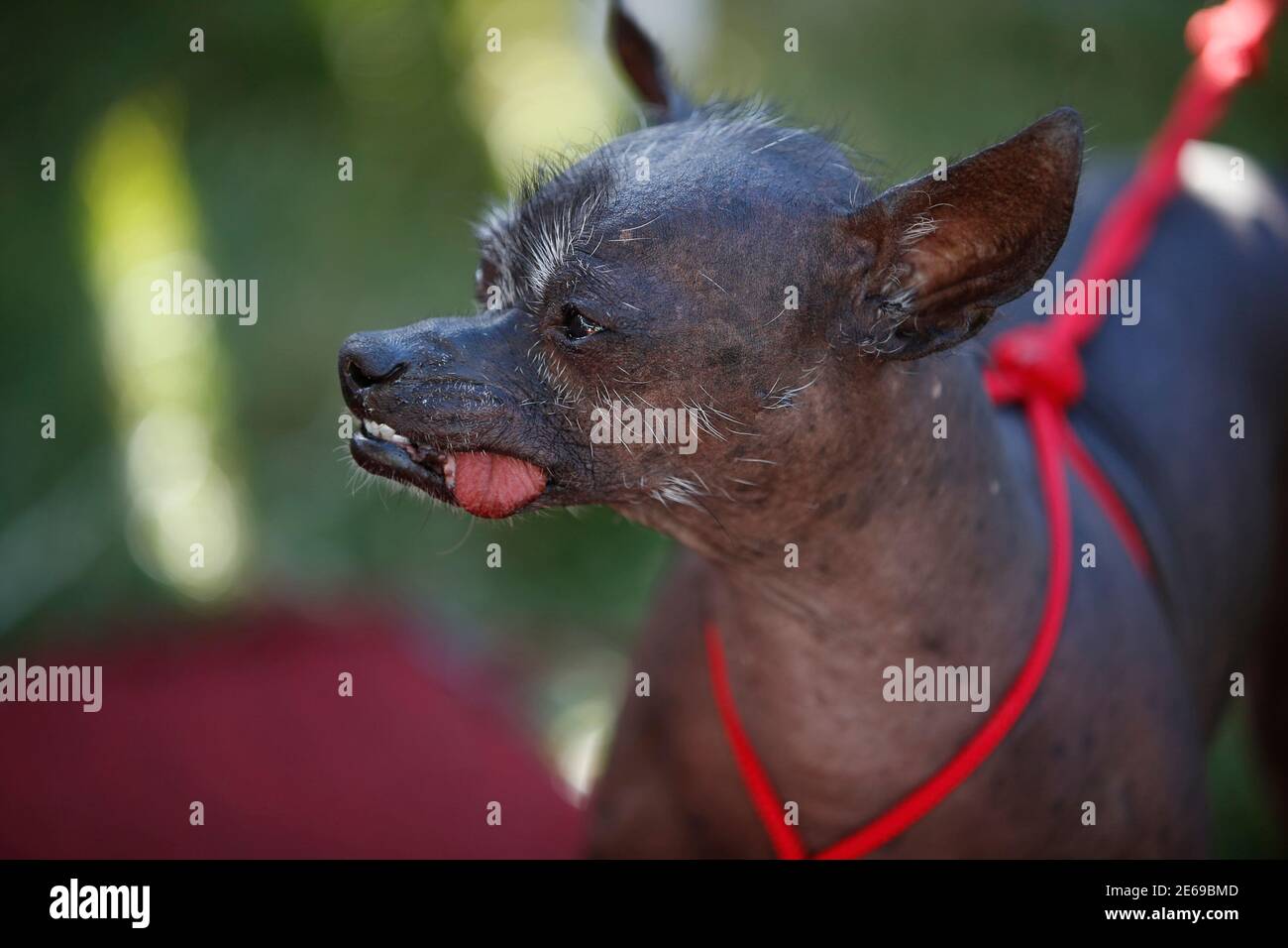 World’s ugliest dog contest hi-res stock photography and images - Alamy