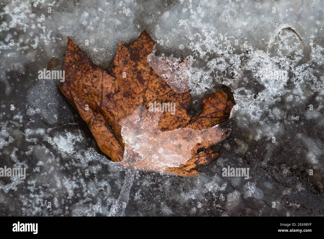 Crystal iced leaf hi-res stock photography and images - Alamy
