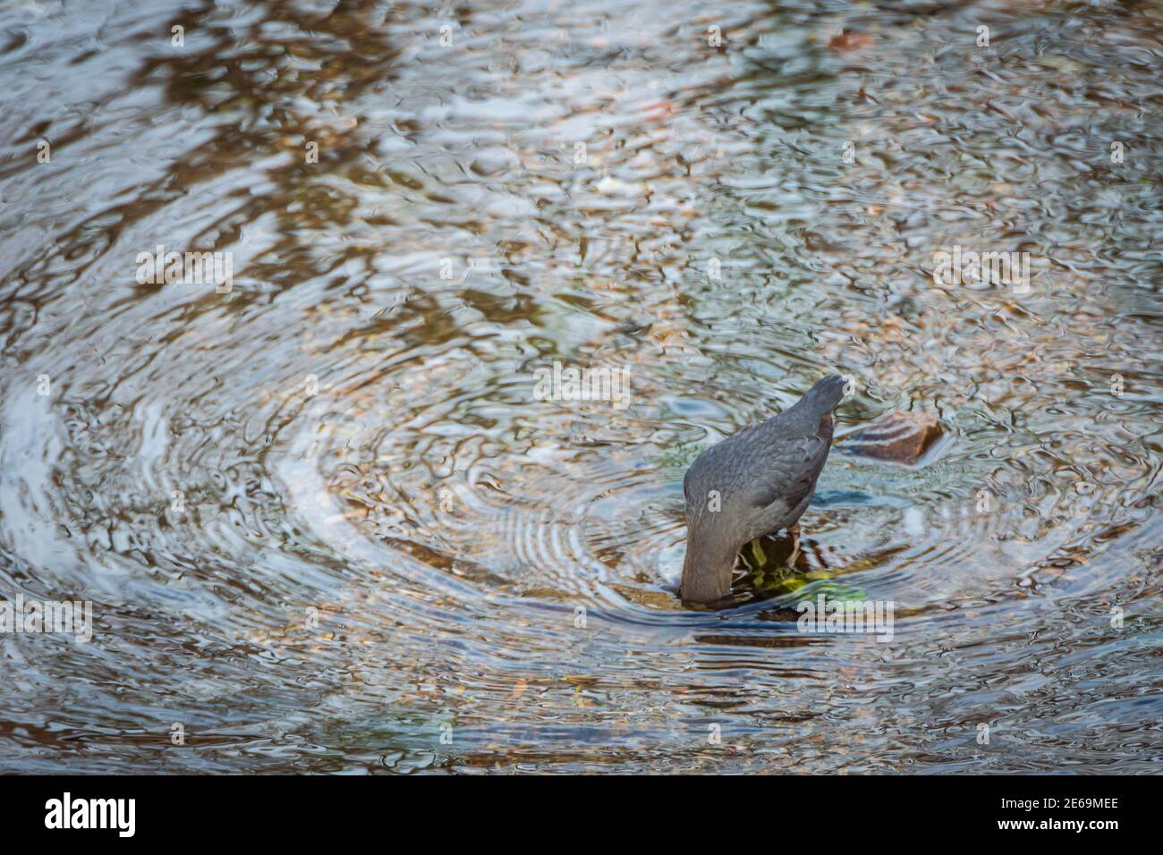 American dipper underwater hi-res stock photography and images - Alamy