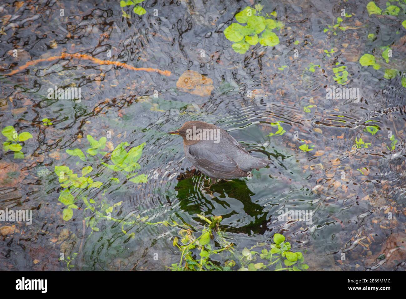 Water ouzel hi-res stock photography and images - Alamy
