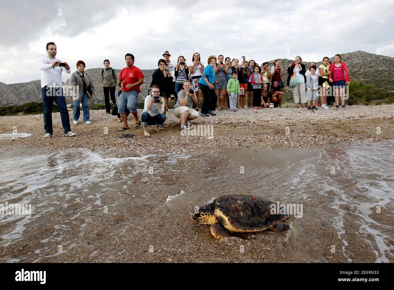 Archelon Turtle High Resolution Stock Photography and Images - Alamy