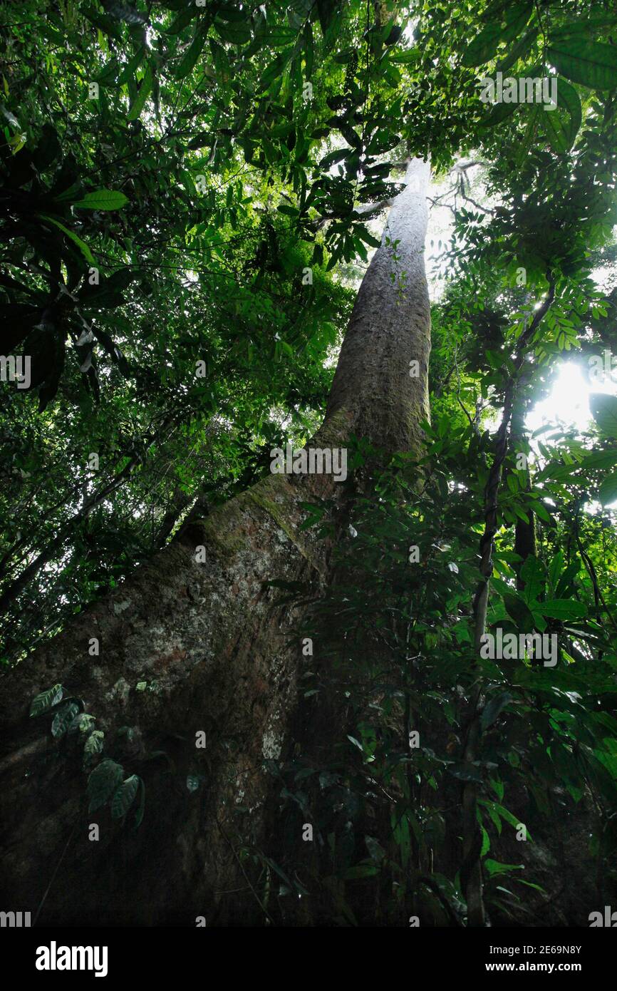 Korup national park hi-res stock photography and images - Alamy