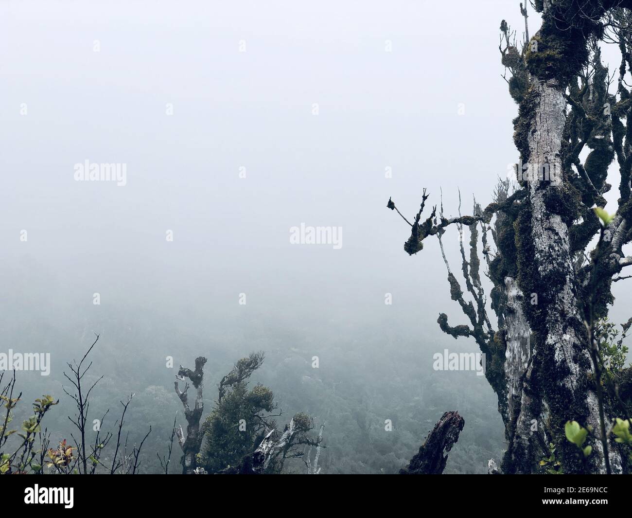 Trees covered with moss and dense fog in the background - horror ...