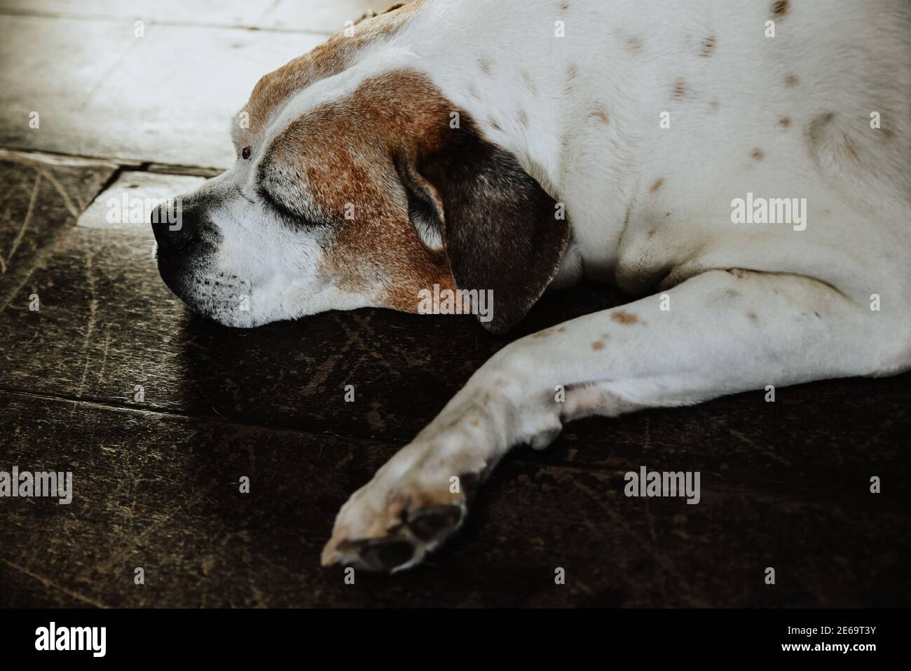 White and brown hunting dog sleeping on the ground Stock Photo - Alamy