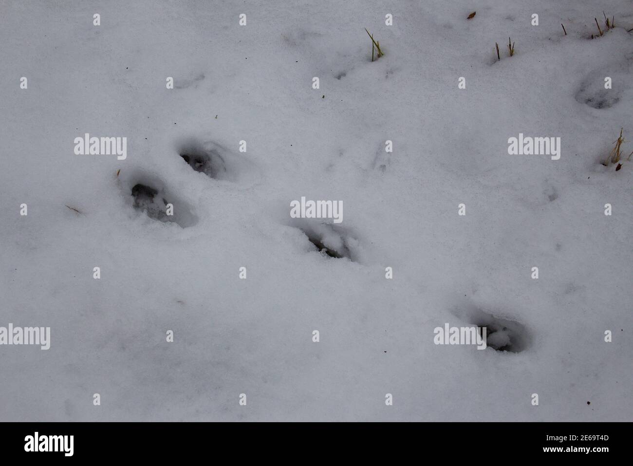 Rabbit footprint hi-res stock photography and images - Alamy