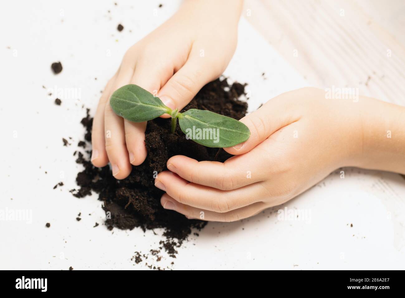 kid carefully holds sprout of young plant. Nurturing baby plant ...