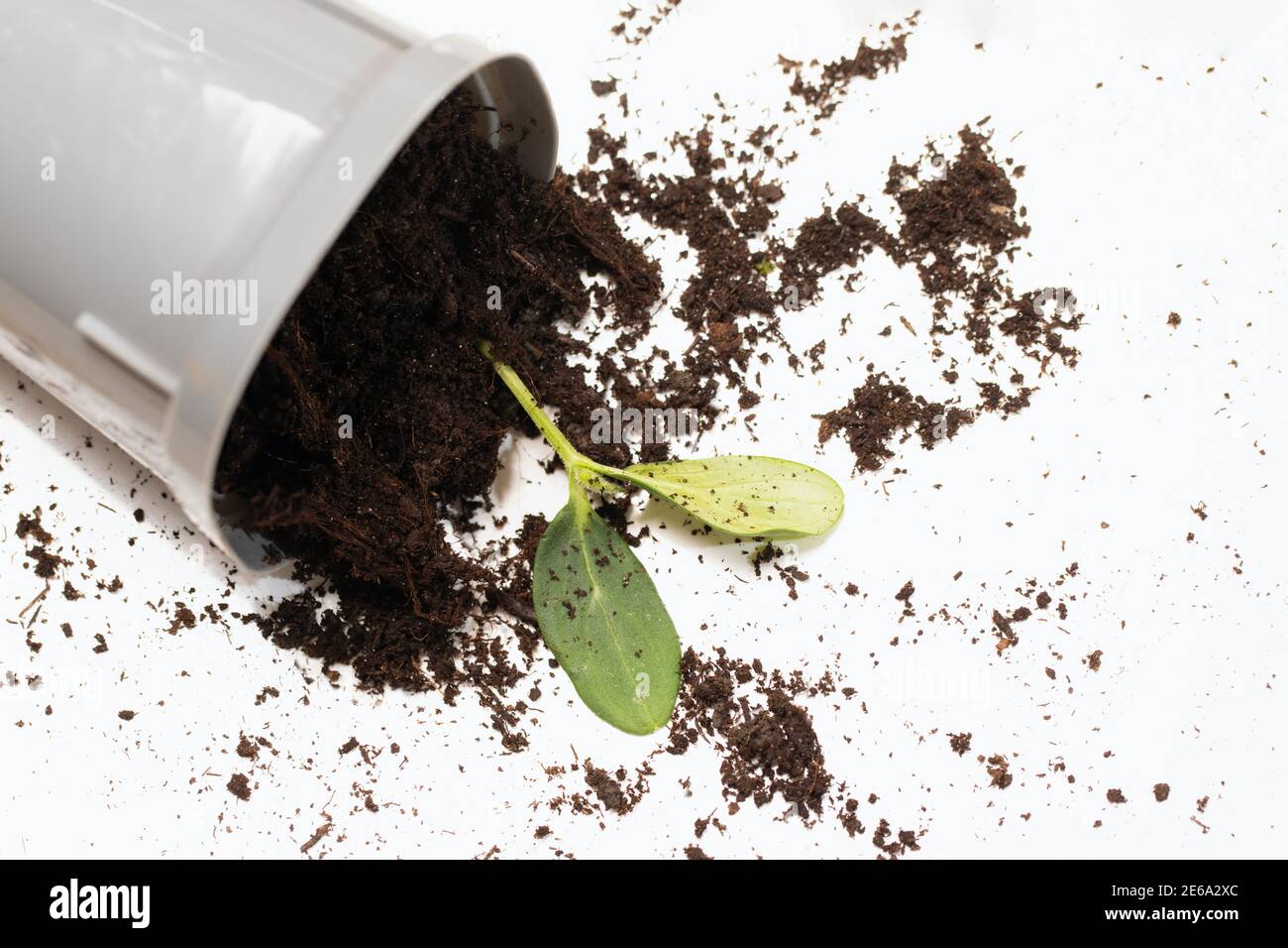 Pot plant fallen hi-res stock photography and images - Alamy