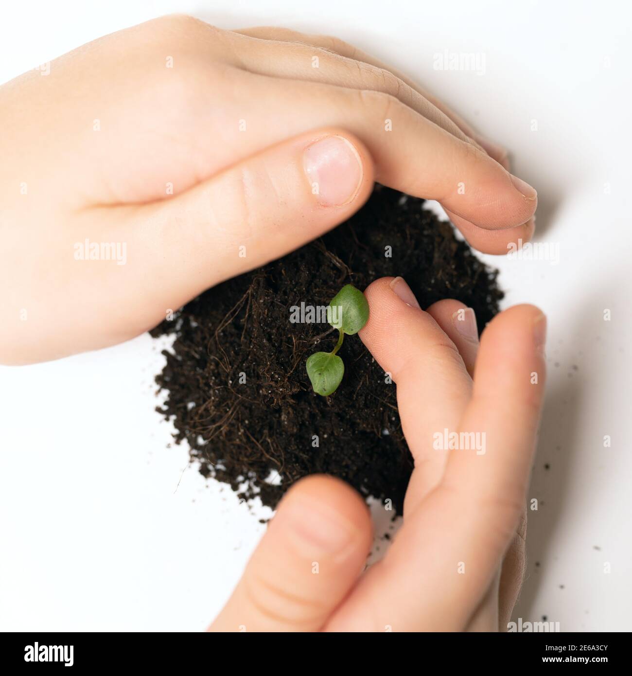 kid carefully touch sprout of young plant isolated on white background ...