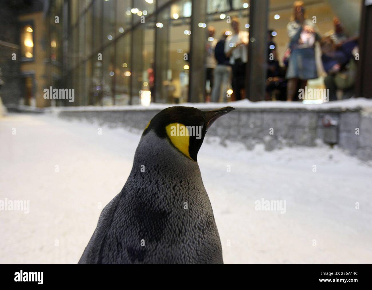 Ski dubai penguin hi-res stock photography and images - Alamy