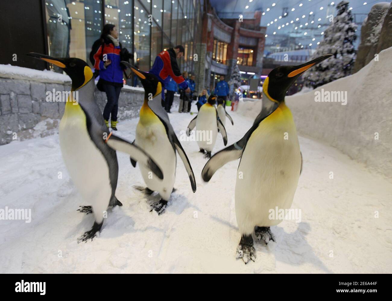 Ski dubai penguin hi-res stock photography and images - Alamy