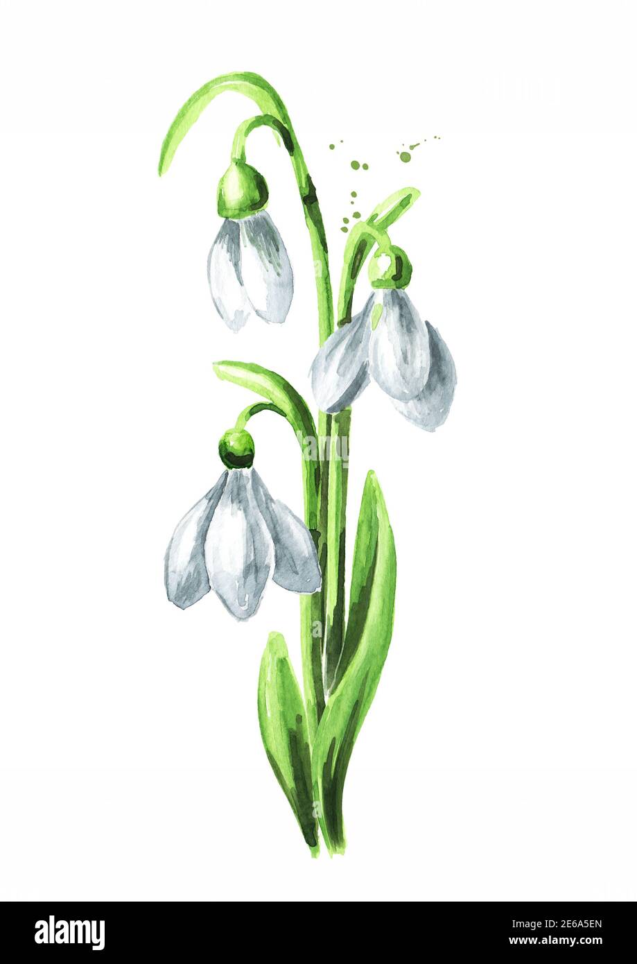 Snowdrop Flower Drawing